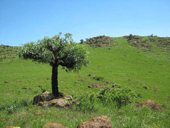 Mountain Cabbage Tree/ Kiepersol | Project Noah