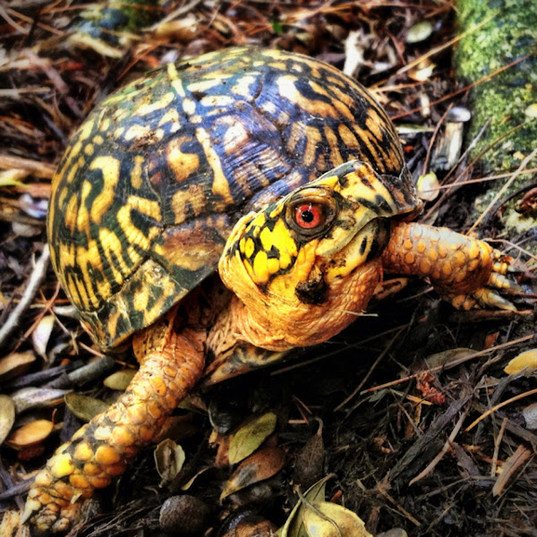 eastern box turtle | Project Noah