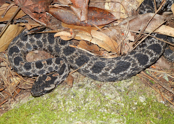 Pygmy Rattlesnake | Project Noah