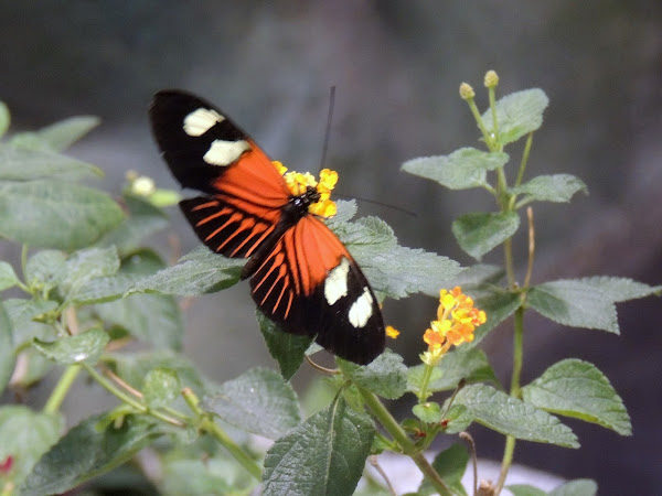 Doris longwing butterfly | Project Noah