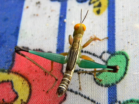 monkey grasshopper (nymph?) | Project Noah