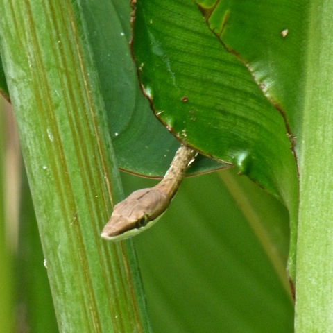 Mexican Vine Snake | Project Noah