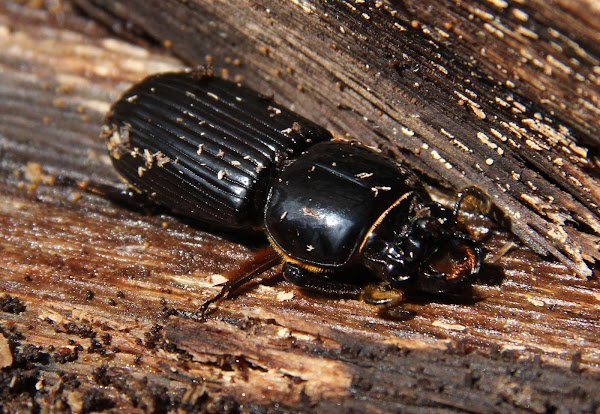 Horned Passalus | Project Noah