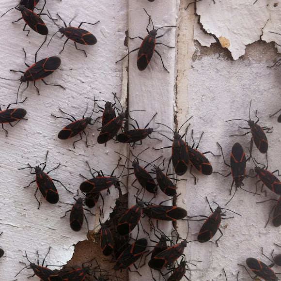 Box Elder Beetles | Project Noah