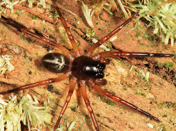 Ground Sac Spider | Project Noah