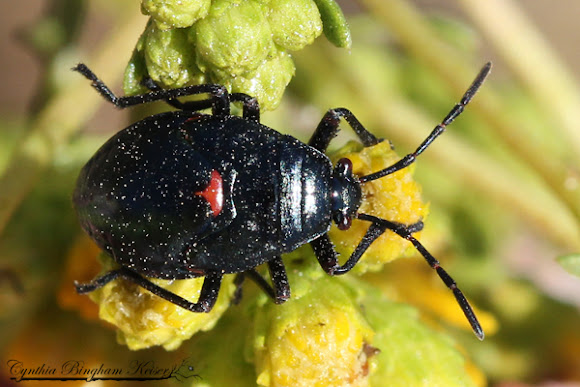 Bordered Plant Bug nymph | Project Noah