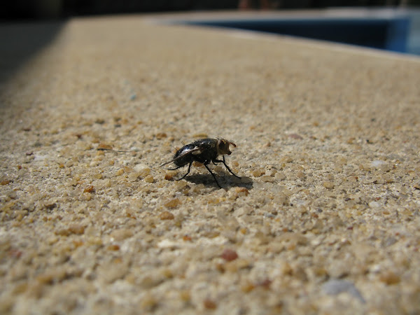 Common House Fly | Project Noah