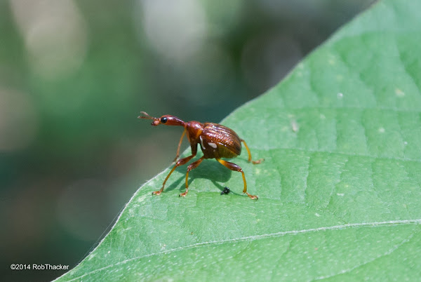 Leaf Rolling Weevil | Project Noah