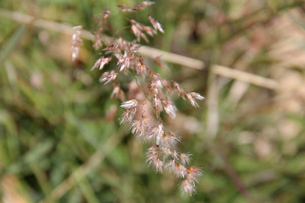 Natal Grass | Project Noah