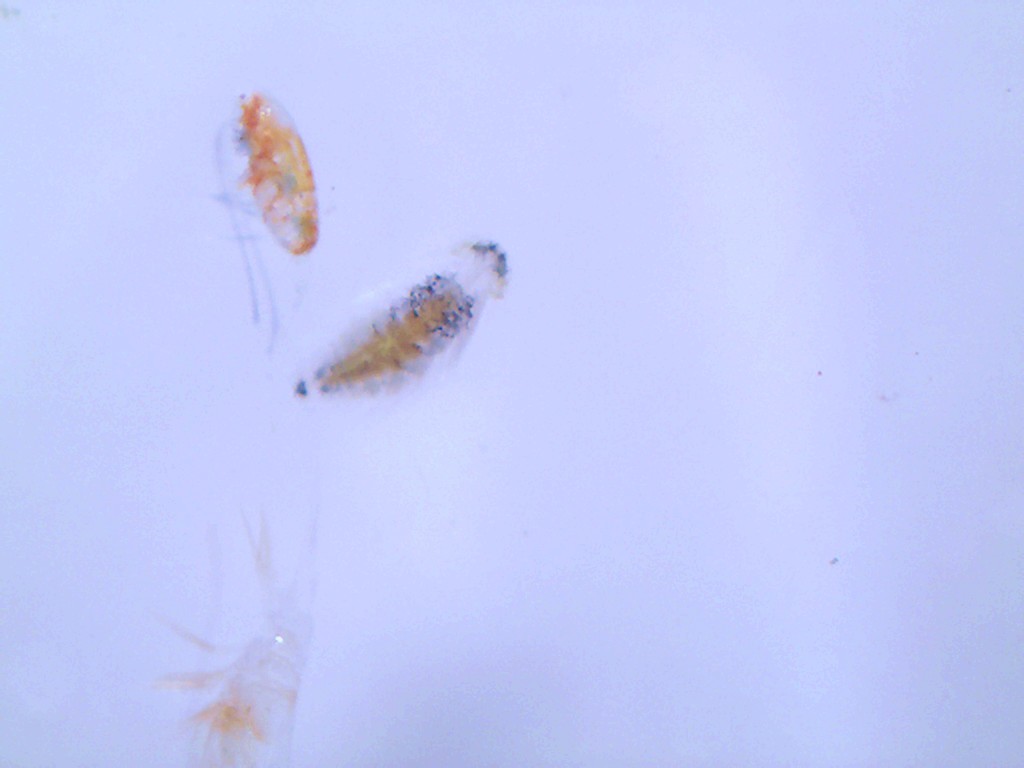 polychaete polytroch | Project Noah