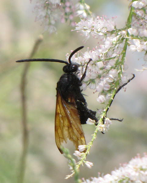 Tarantula hawk (male) | Project Noah