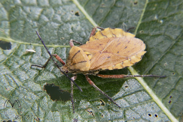 Coreid bug | Project Noah