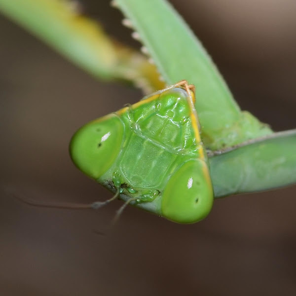 Giant Asian Mantis | Project Noah