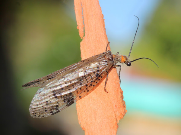 Dobson-fly | Project Noah