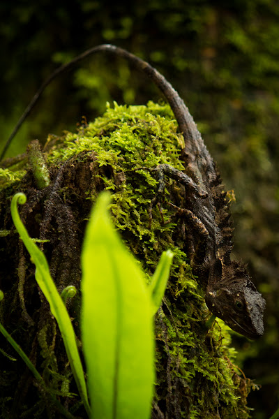 Boulenger's Tree Agama | Project Noah