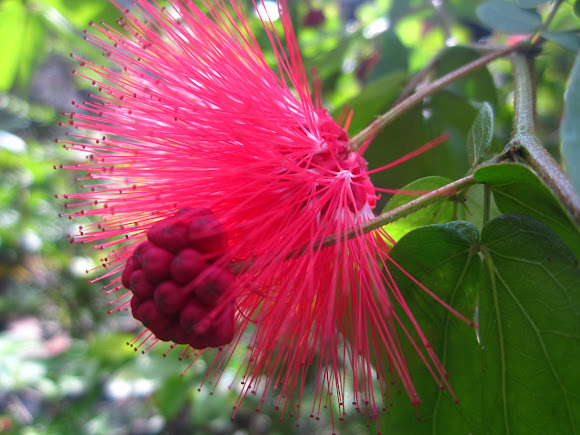 Powder Puff Plant | Project Noah