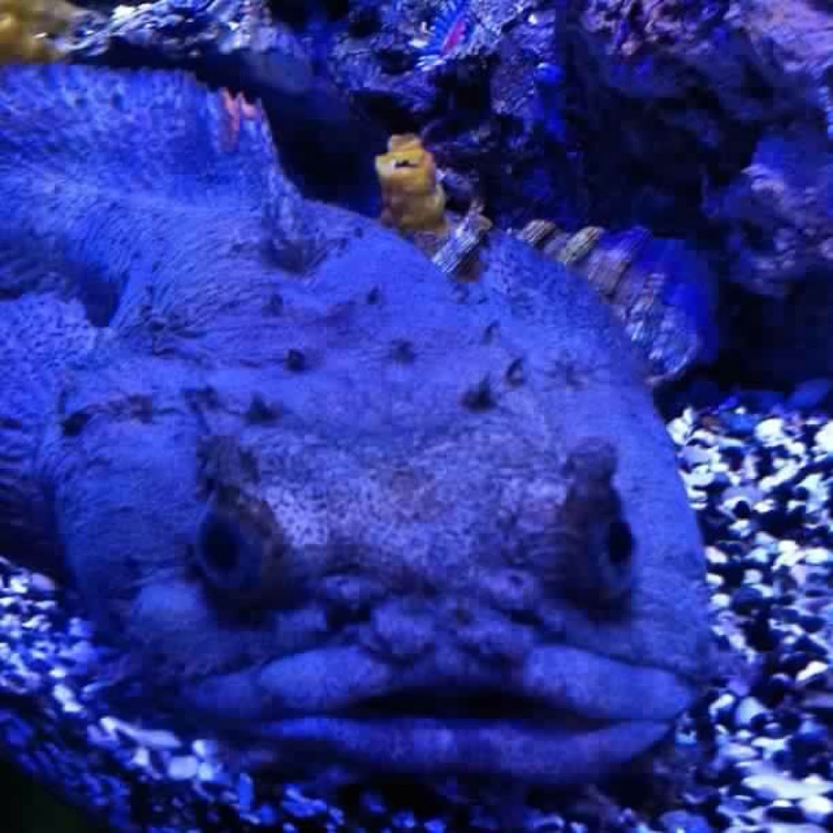 Oyster toadfish | Project Noah