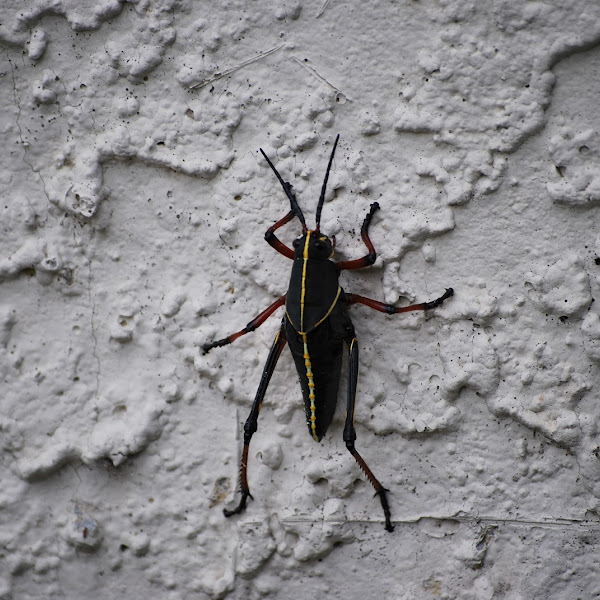 Backyard Bugs of Pennsylvania | Project Noah