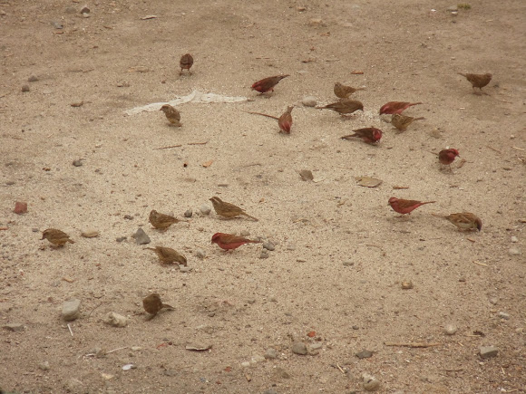 Pink-browed Rosefinch | Project Noah