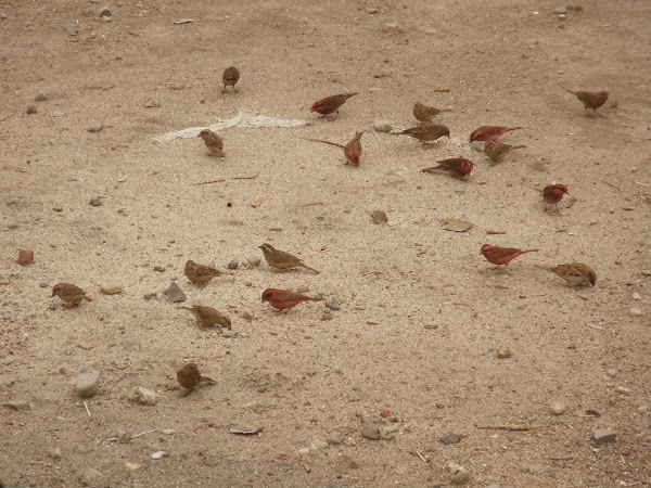 Pink-browed Rosefinch | Project Noah