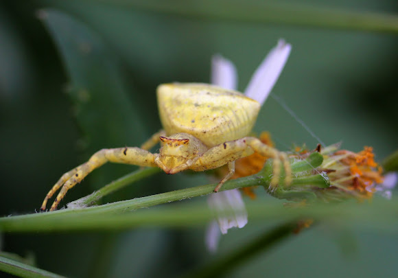 Thomisus labefactus 三角蟹蛛 | Project Noah