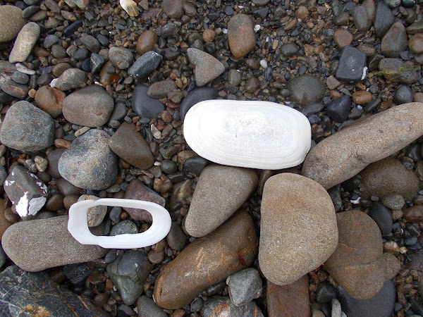 Shield Shell | Project Noah