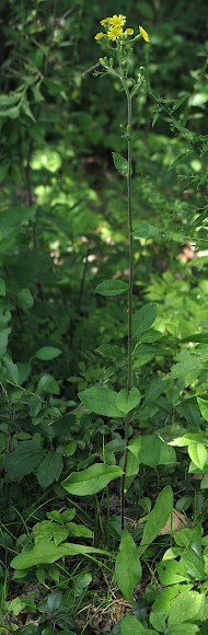 Rough Hawkweed | Project Noah