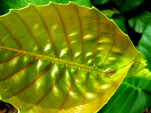 Simpoh Air | Project Noah