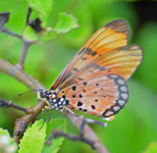 Large spotted acraea | Project Noah