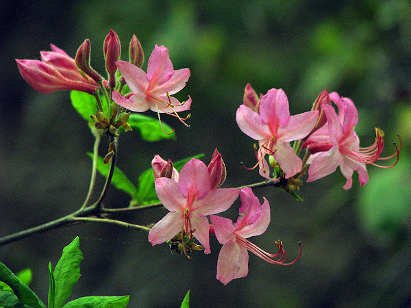 Early Azalea | Project Noah