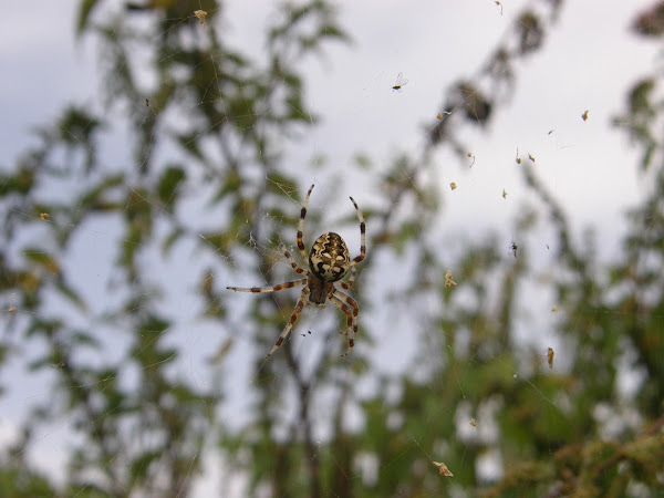 European garden spider | Project Noah
