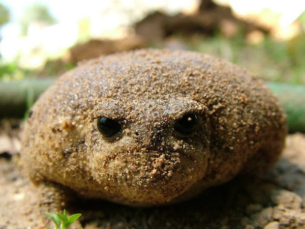 Cape Rain Frog | Project Noah