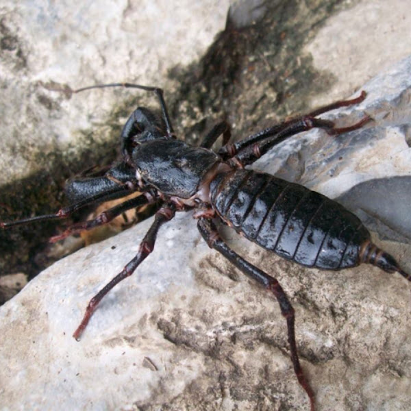 Vinagrillo | Project Noah