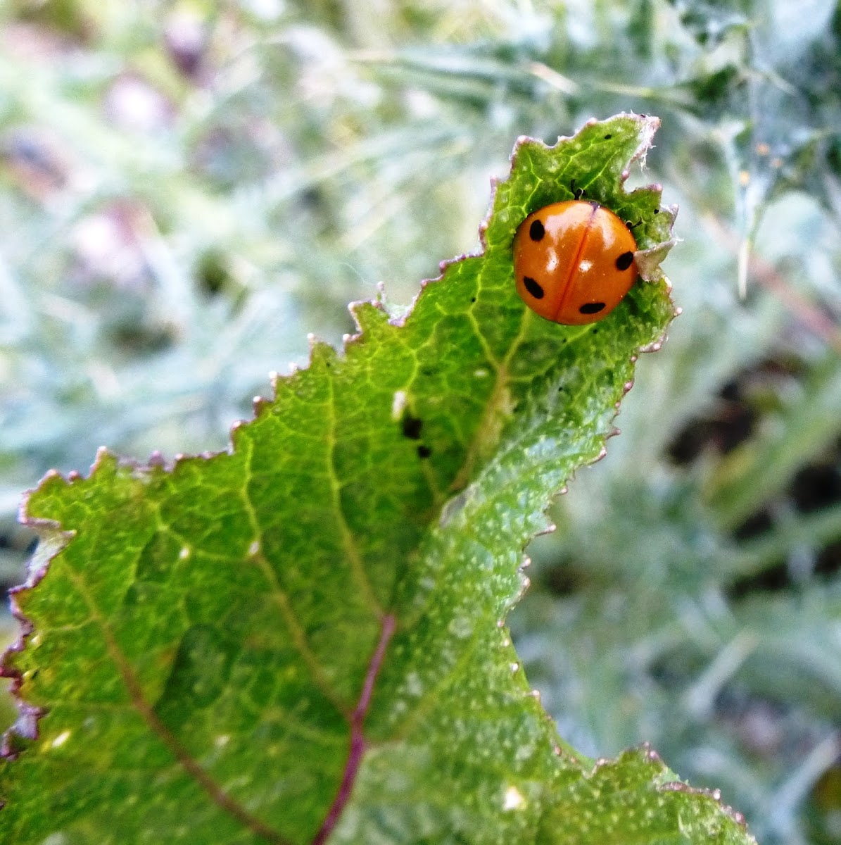 Seven Spotted Lady Bug | Project Noah