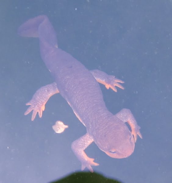 California Newts | Project Noah