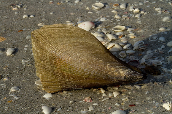 Saw-toothed Pen Shell | Project Noah