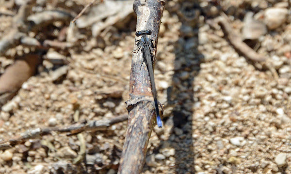 Kiowa Dancer | Project Noah