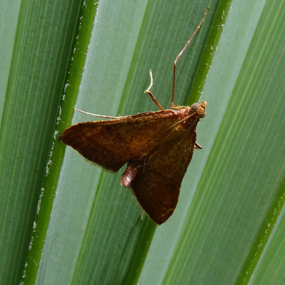 Endotricha pyrosalis | Project Noah
