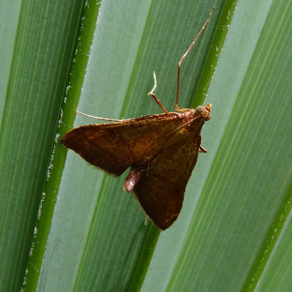 Endotricha pyrosalis | Project Noah