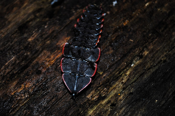 Trilobite beetle larva- female | Project Noah