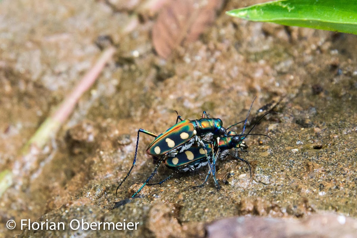 Tiger Beetle | Project Noah