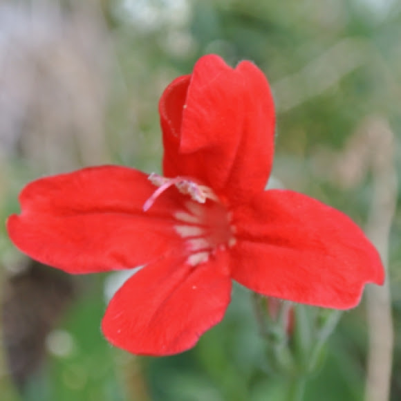 Ruellia 'Elegans' | Project Noah