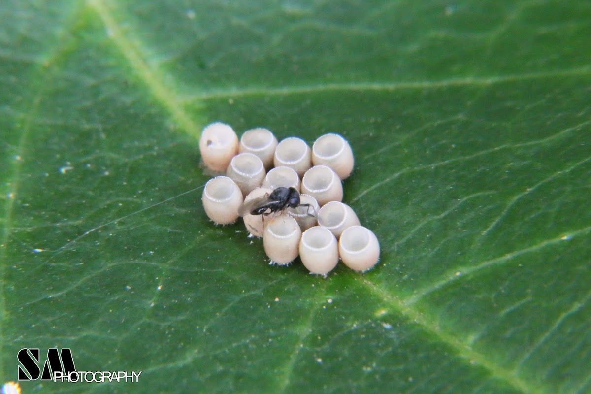 Parasitoid wasp on stink bug eggs | Project Noah