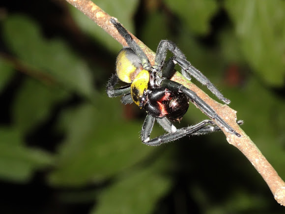 Malaysian Black and Gold Huntsman | Project Noah