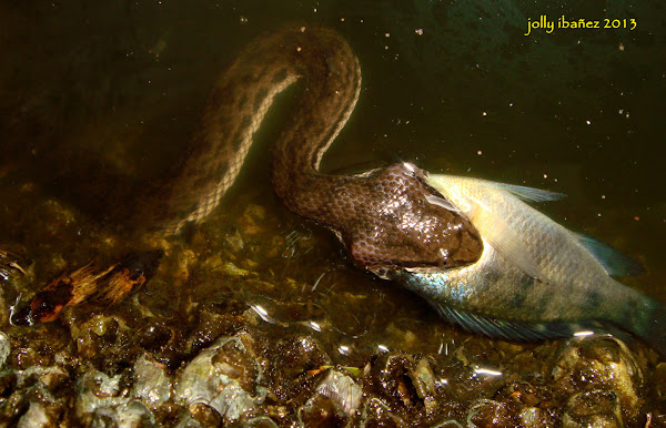 Dog-faced Water Snake | Project Noah