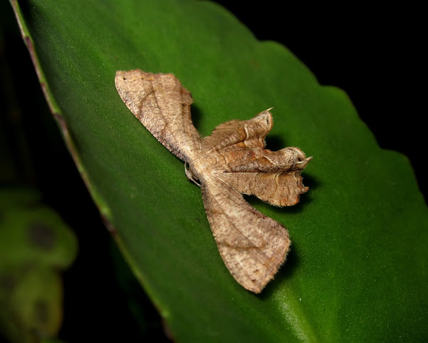 Uraniid Moth | Project Noah