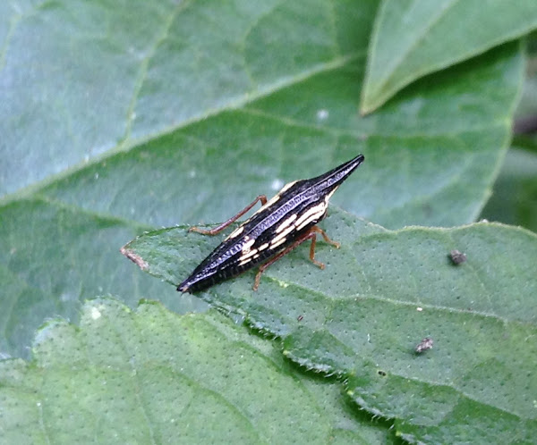 Membracid Treehopper | Project Noah