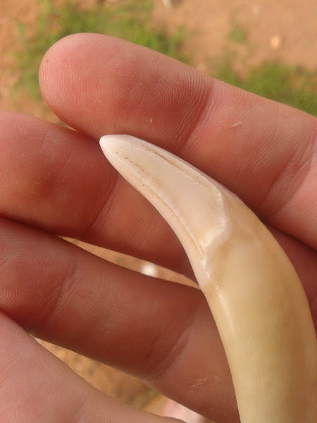 Puma [Tooth] | Project Noah