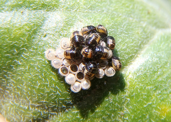 Southern green stink bug. Pupa chinche verde | Project Noah