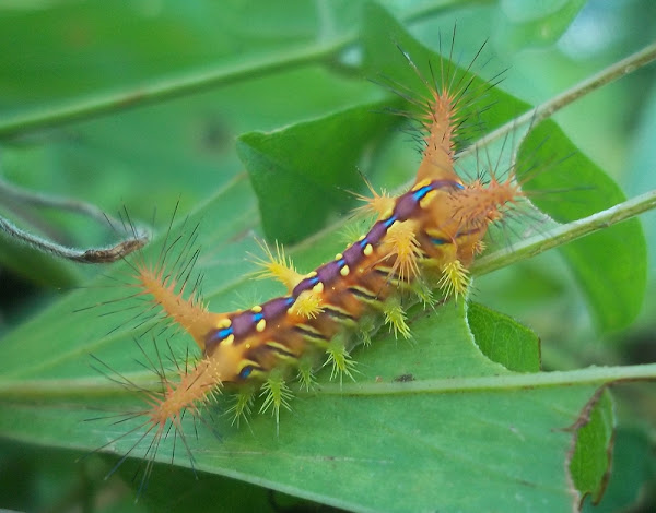 Nettle Caterpillar | Project Noah
